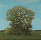 Willow Tree – DAVID INSHAW